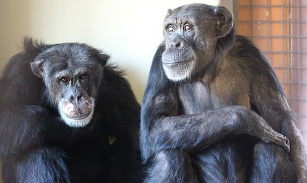 Brush fire near chimpanzee sanctuary fully contained