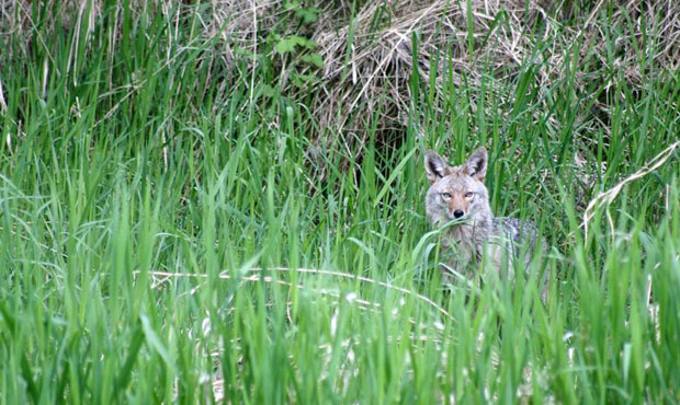 How to survive a coyote encounter in Seattle