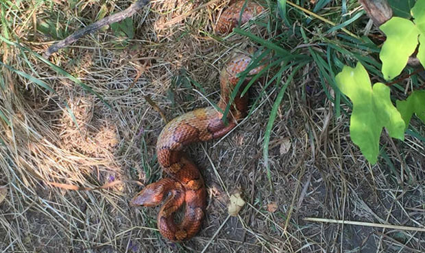 Part of Discovery Park closed after venomous snake sighting