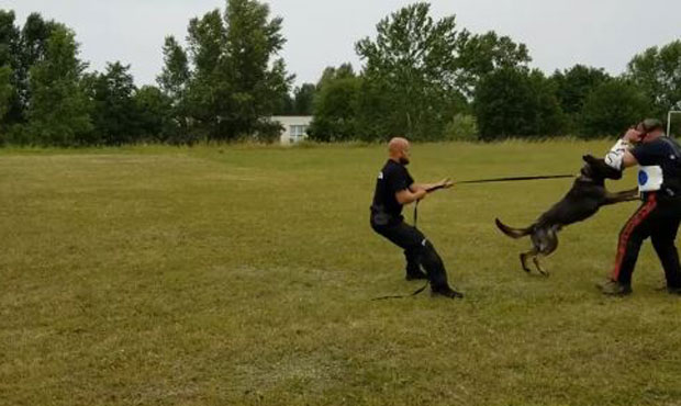 Pierce County deputies show off K9 training learned in Slovakia ...