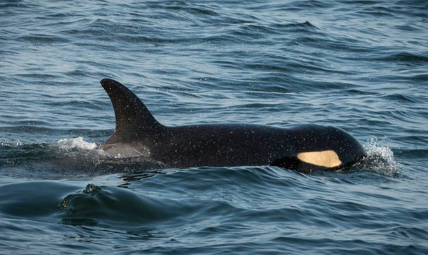Scientists fear that health of J50 orca is not improving - MyNorthwest.com