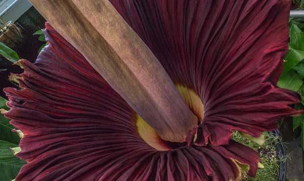 Ciscoe Morris: Amazon’s corpse flower is the coolest plant I've ever ...