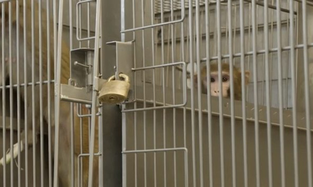 UW cited after another research monkey dies at lab