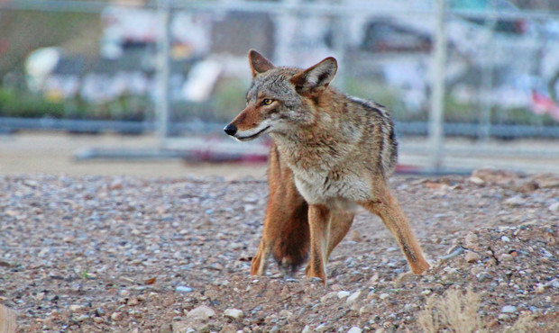 With Seattle coyote sightings on the rise, should pet owners be concerned?