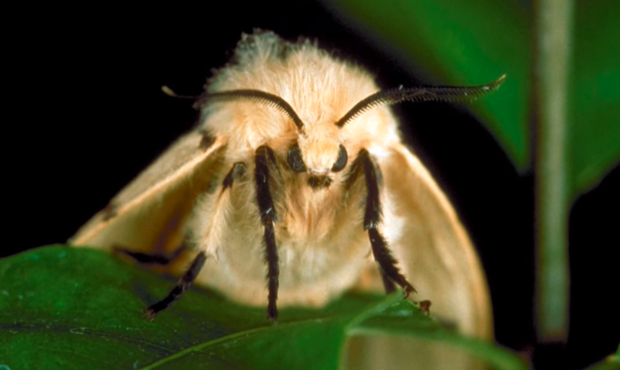 Invasive gypsy moths caught in northwest Washington, USDA spraying ...
