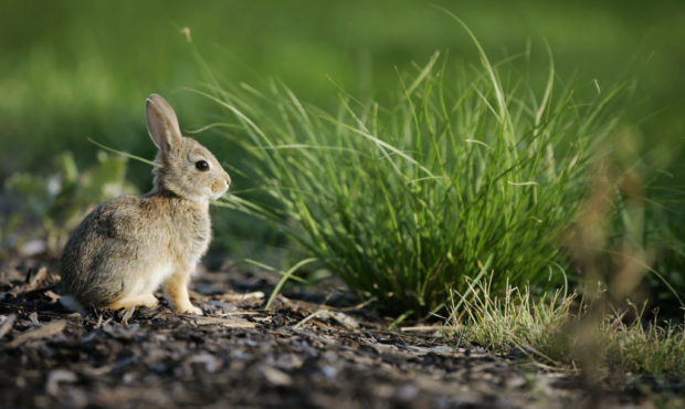 Eastern Cottontail population in Puget Sound booms as Seattle is 'bunny ...