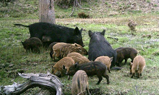 Washington looks to head off potential invasion of feral pigs ...