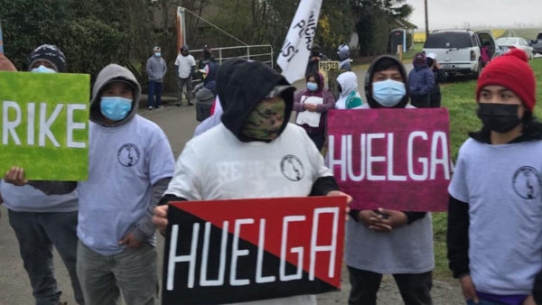 Farm workers strike one week before Skagit Valley Tulip Festival ...