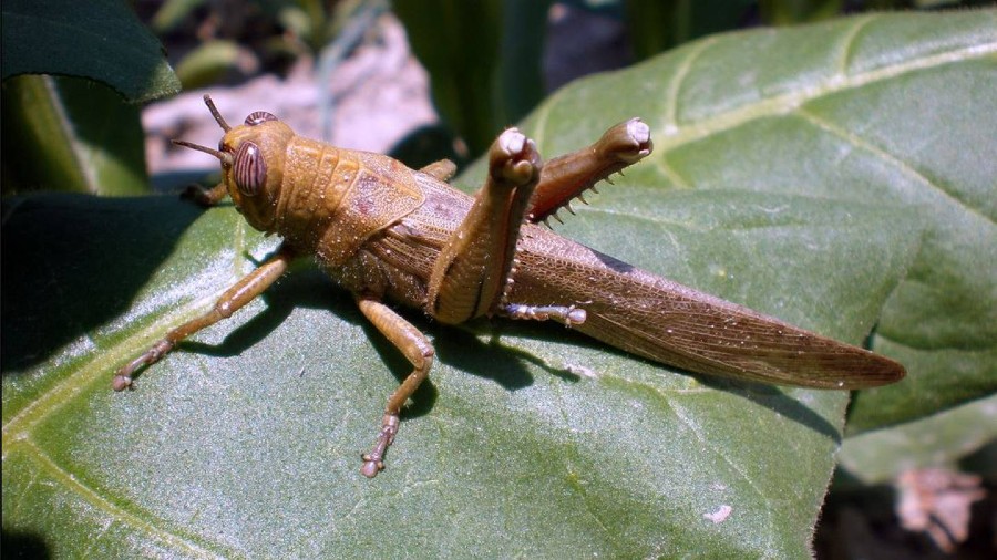 Be on the lookout for oversized, striped-eyed grasshoppers in Everett ...