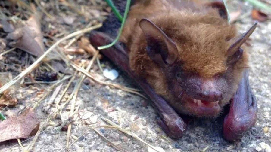 KIRO Newsradio Headlines: Rabid bats discovered in Thurston County