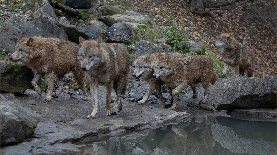 Washington kills 2 wolves to prevent preying on cattle