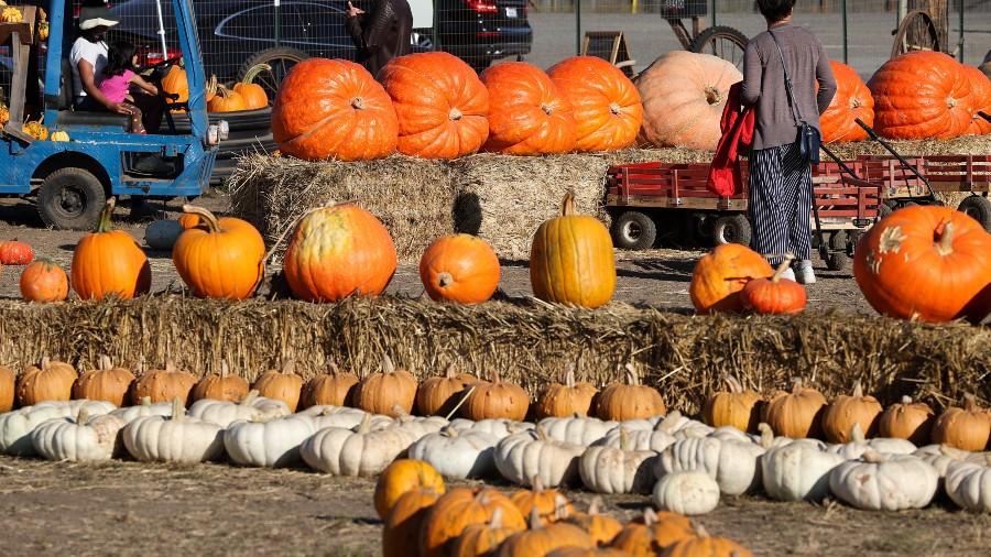 ‘It’s going to be busy’: Snohomish’s Craven Farm celebrates 40th year ...