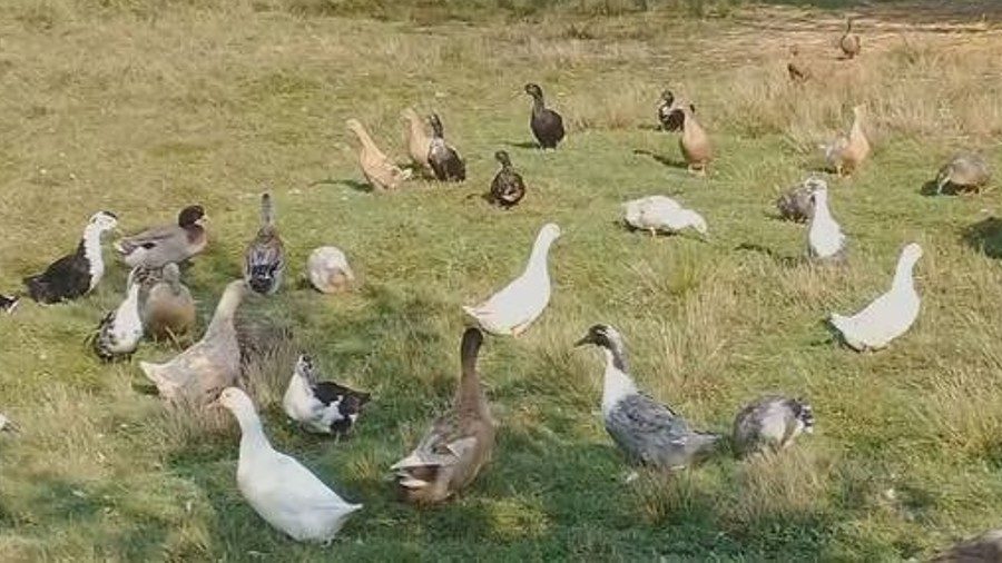Monroe farm forced to close for months after losing its entire flock to ...
