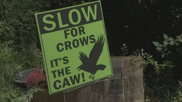 Beware of dive-bombing crows! Seattle gets warning from new signs ...
