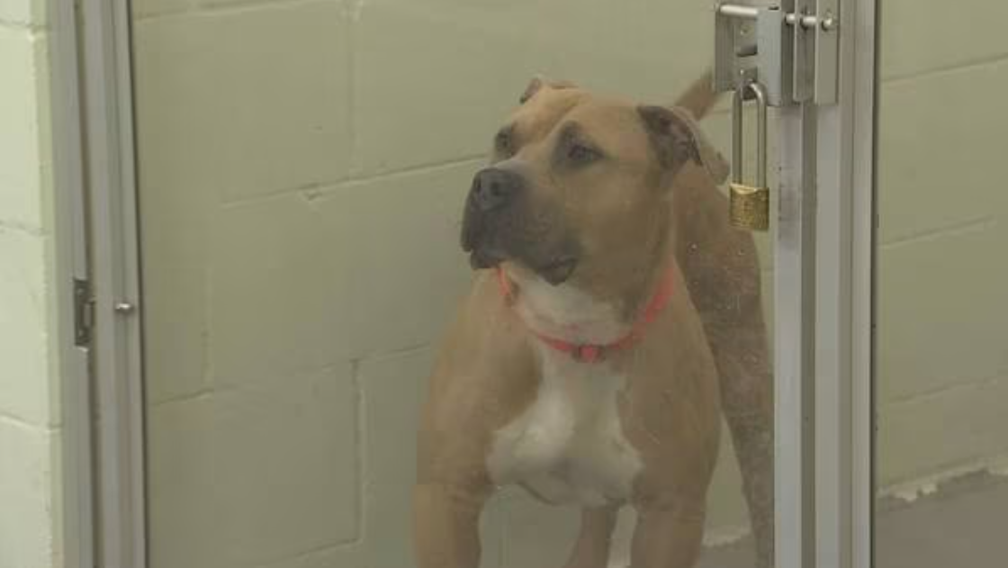 Tacoma animal shelter reports severe overcrowding as they look for ...