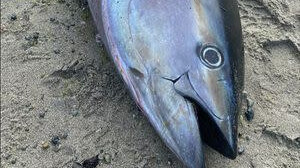 ‘Astonishing’ discovery as 200-pound bluefin tuna turns up in Salish ...