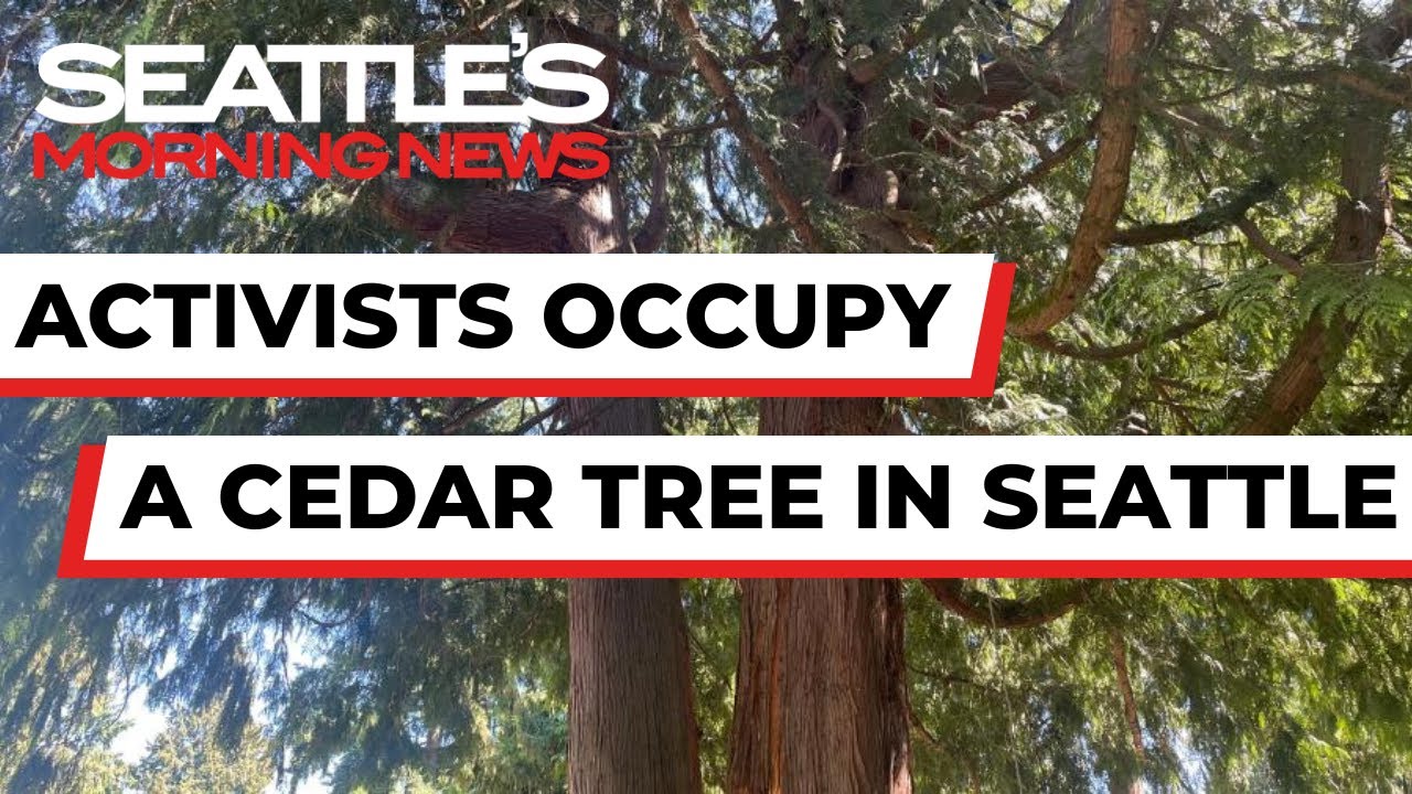 Video: Activists have climbed a cedar tree in Seattle to stop it from ...