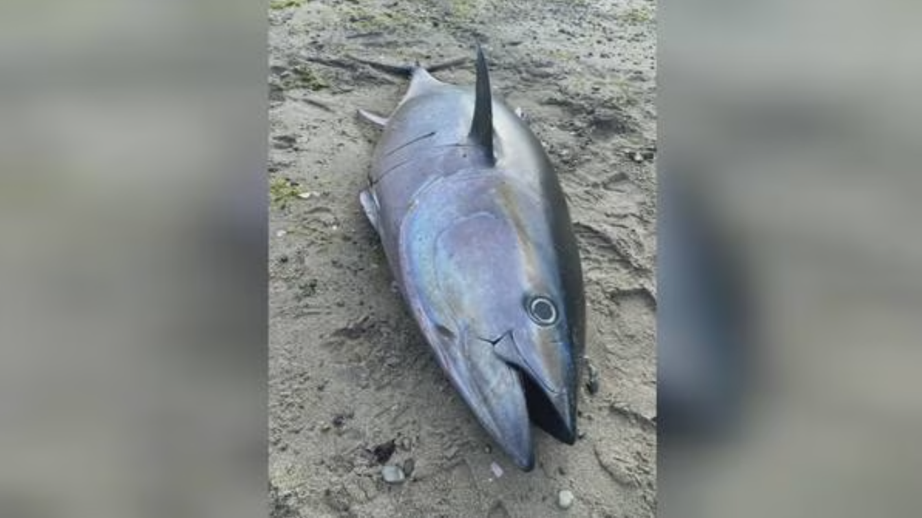 Mystery of 200-pound bluefin tuna washed up on Orcas Island finally ...
