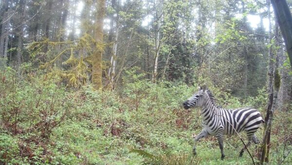 Previously missing zebra seen in exclusive images