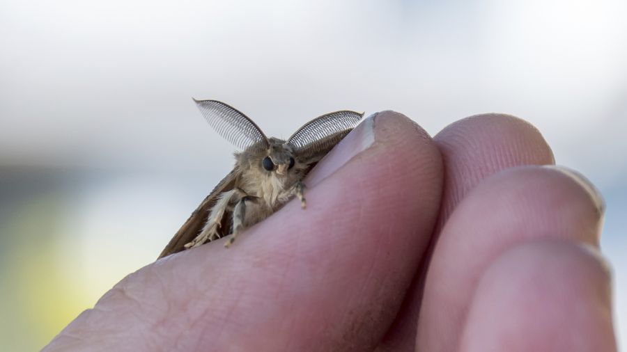 State to spray sinister spongy moths, should you stay inside?