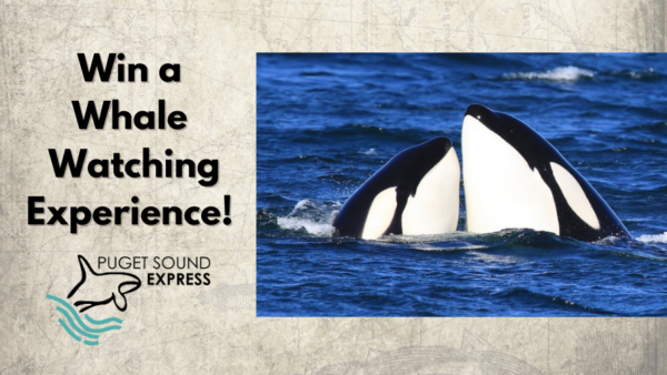 EXPIRED: Win a Whale Watching Experience with Puget Sound Express!