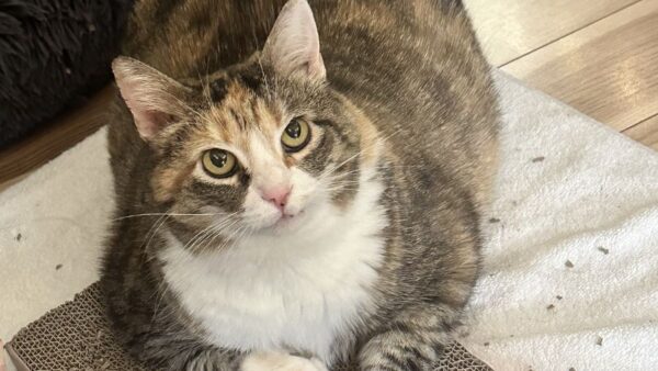 Seattle-area cat rescue in need of critical funding