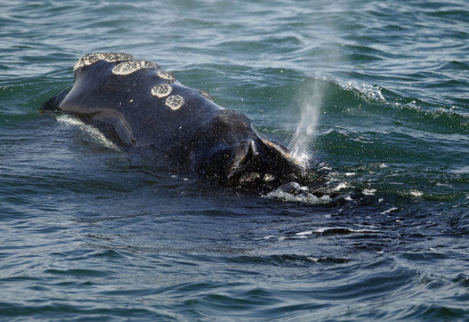 Canada to take steps to protect vanishing North Atlantic right whales ...