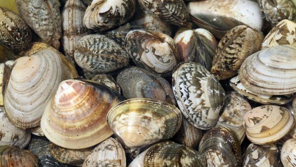 Shellfish harvesting closed throughout western Washington - MyNorthwest.com