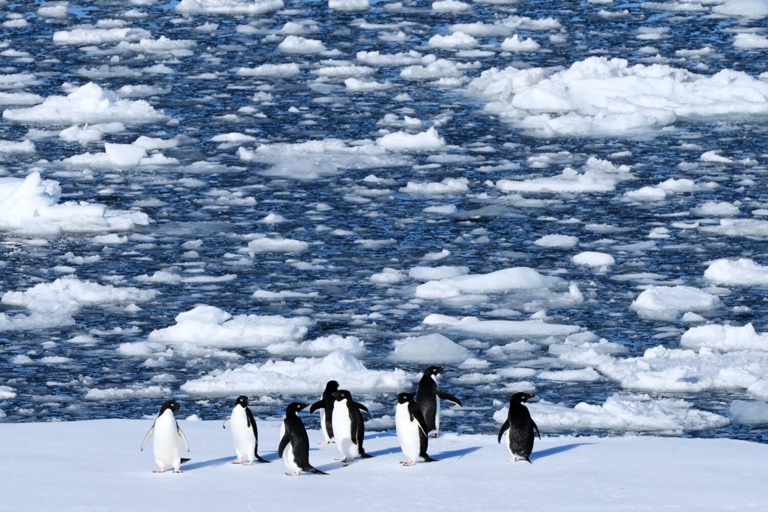 In Antarctica, photos show a remote area teeming with life amid growing ...