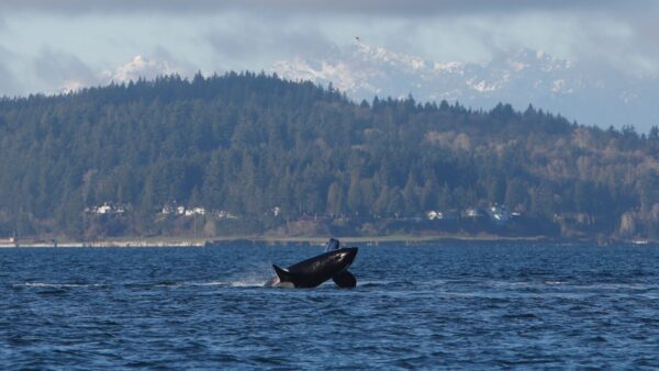 Orcas put on a show off Seattle - MyNorthwest.com