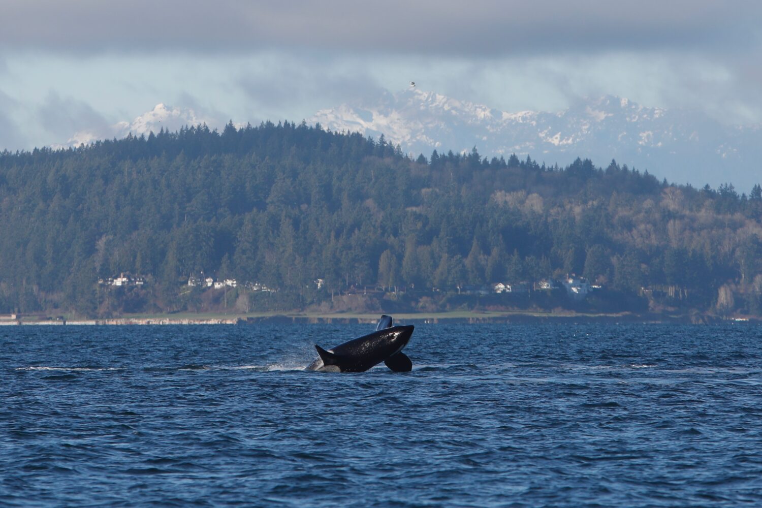 Orcas put on a show off Seattle - MyNorthwest.com